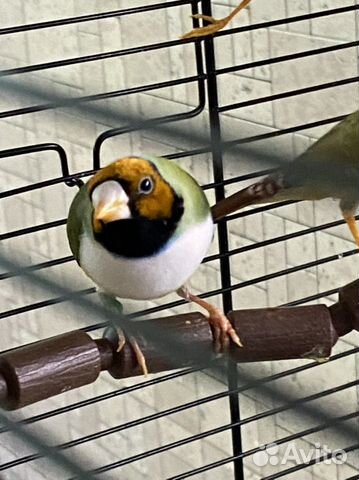 Амадина гульда