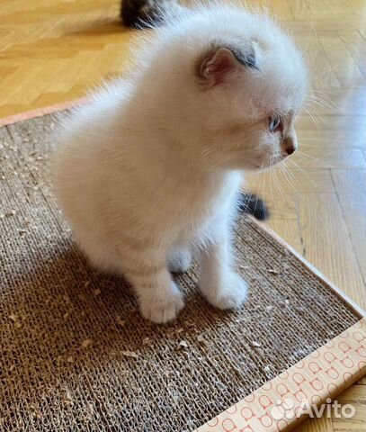 Кот шотладнский вислоухий