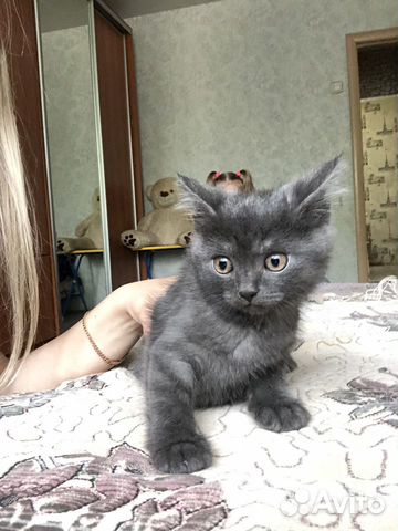 Шотландский котик