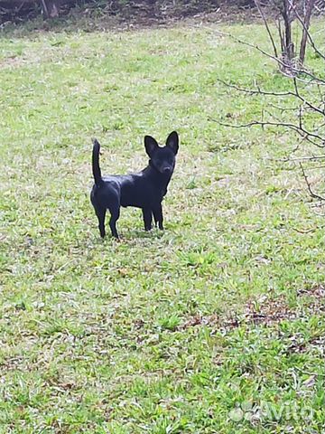 Чихуа Хуа стандарт