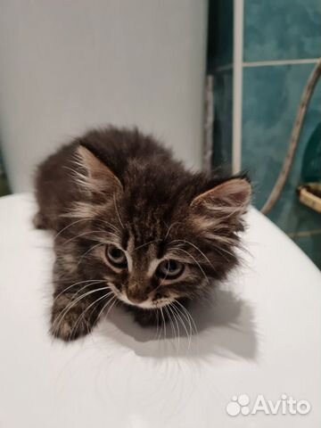 Котенок-девочка