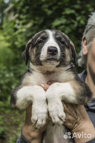 Эмма ищет семью