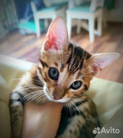 Бенгальская кошечка