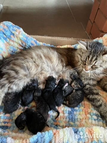 Кошка-мышеловка родила котят Отдадим бесплатно