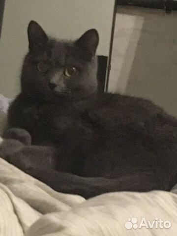 Сибирская кошка