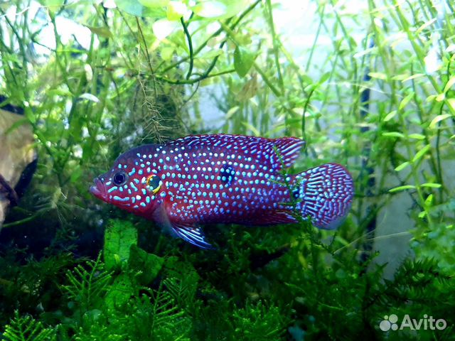 Хромис красавец