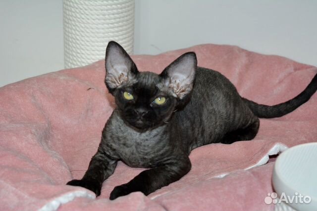 Черный девон