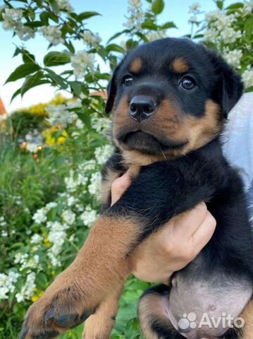 Шикарный, мощный малыш ротвейлер