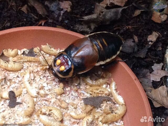 Нимфы и подростки таракана-автомобильчика