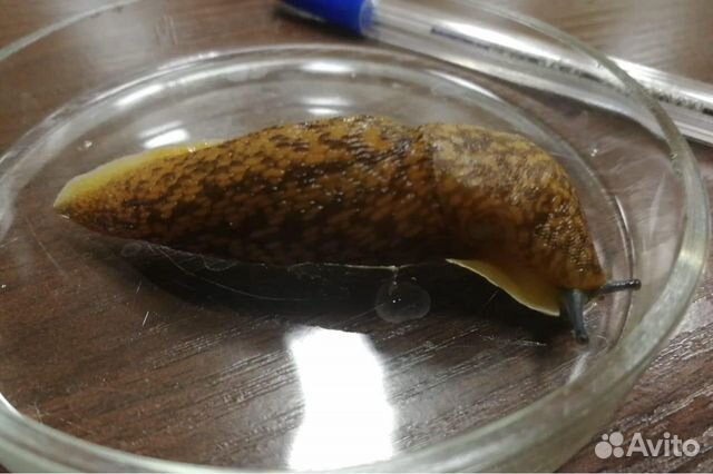 Слизни Limacus flavus