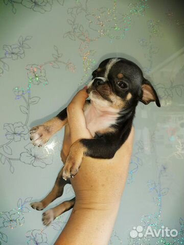 Чихуахуа малышок