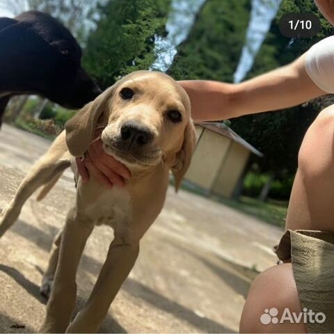 Щенки гончей/ курцхаара в добрые руки