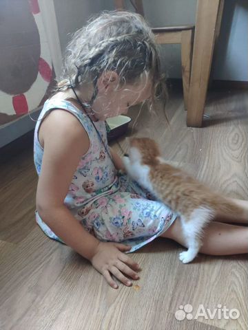 Котята в добрые руки