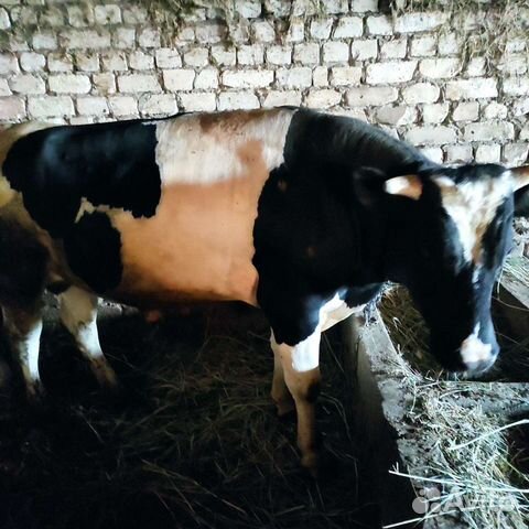 Бычки на мясо