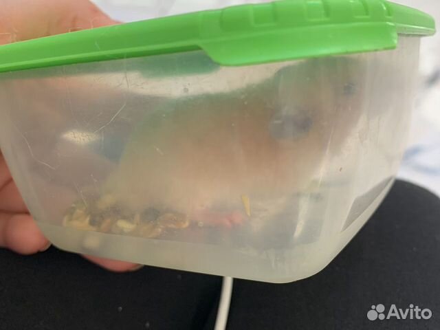 Хомяки сирийские