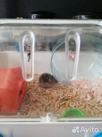 Джунгарский хомяк