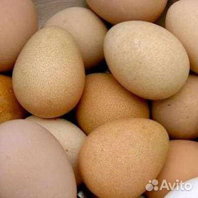 Инкубационные яйца цесарки
