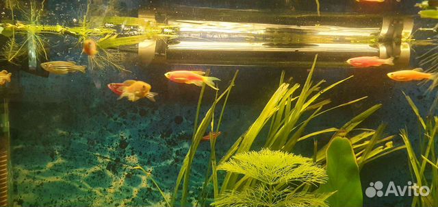 Рыбка данио