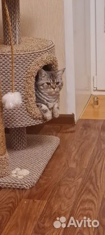 Отдам котенка годовалого в хорошие руки(лоток и ми