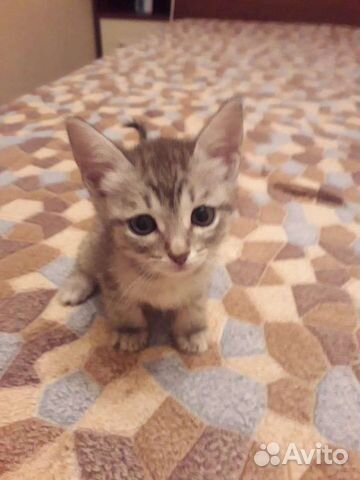 Поиск дома котяткам