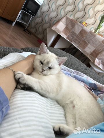 Ищем котика для нашей красавицы