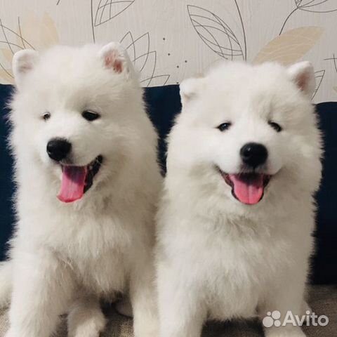 Самоеды п-ка Авангард Арктики