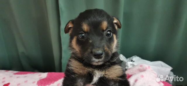 Щенок 1,5 мес мальчик ищет дом