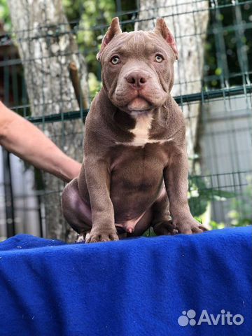 Американский булли покет