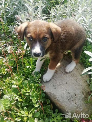 Собака щеночек