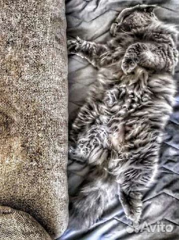 Кошка бесплатно