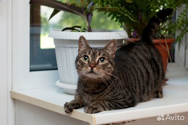 Котик Кирюха