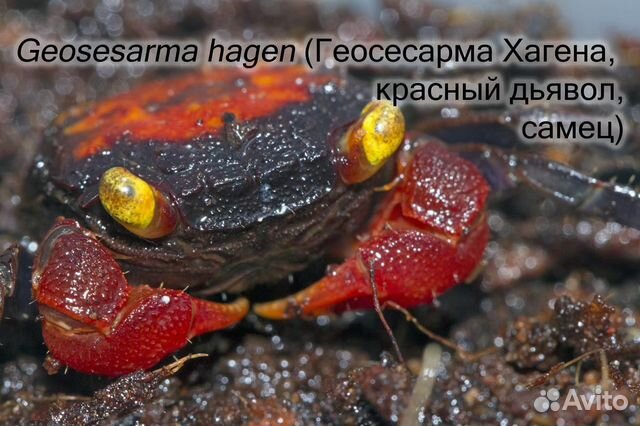 Продаю сухопутных крабов Geosesarma