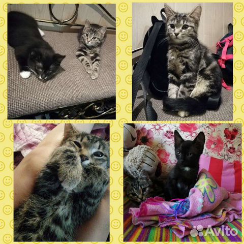 Котята в добрые ручки