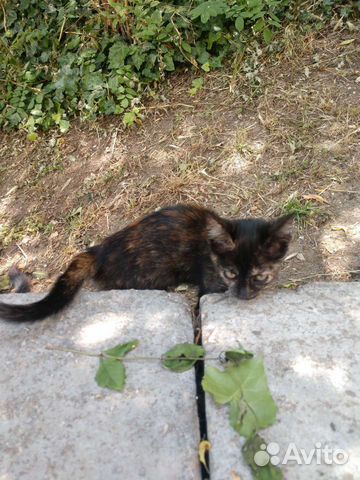 Кошка