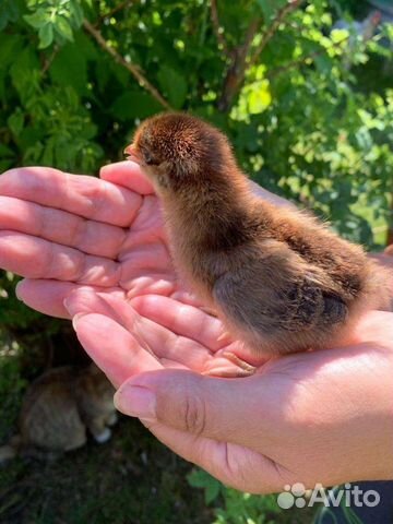 Цыплята доминант