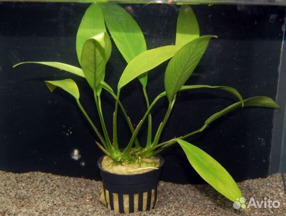 Anubias lanceolata