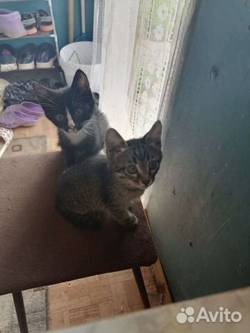 Котята в дар