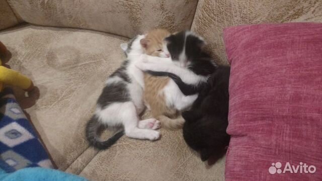 Кошка в дар