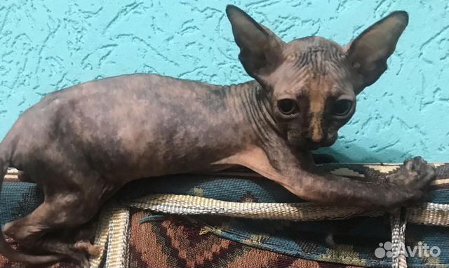 Канадский сфинкс