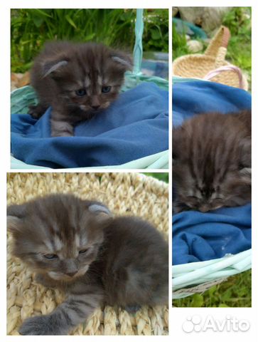 Британские котята