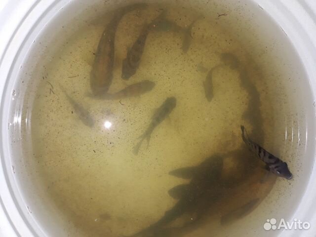 Отдам рыб (2 сома,цихлиды чернополосые 7шт и +1) П