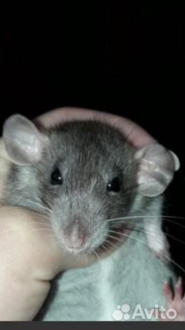 Крысенок красивый с Дамбо ушками