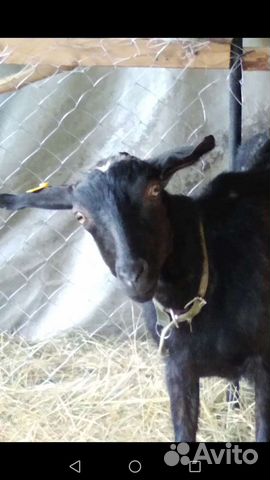 Коза заано-альпийская