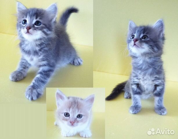 Очень пушистые кошечки 2 месяца
