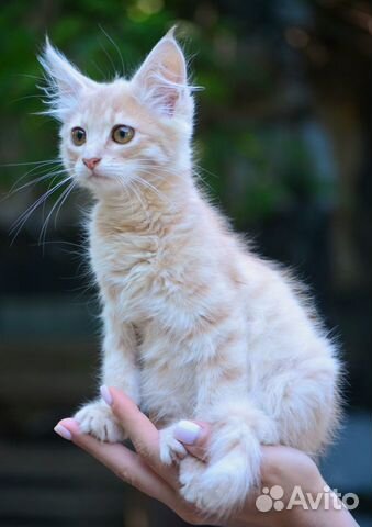 Маленькая очаровашка ищет дом