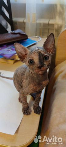 Донской сфинкс