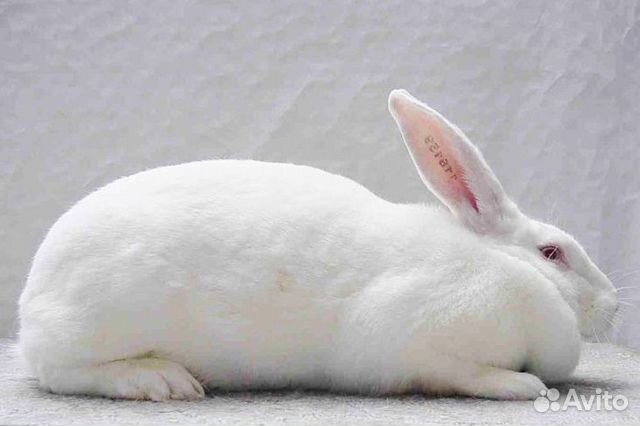 Продаем кроликов Белый панон (молодняк и взрослые)