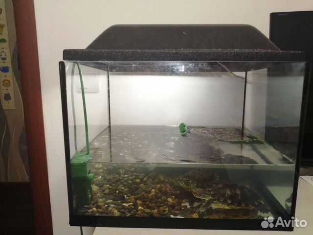 Черепашки с аквариумом бесплатно