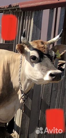 Чистопородные джерсейские коровы