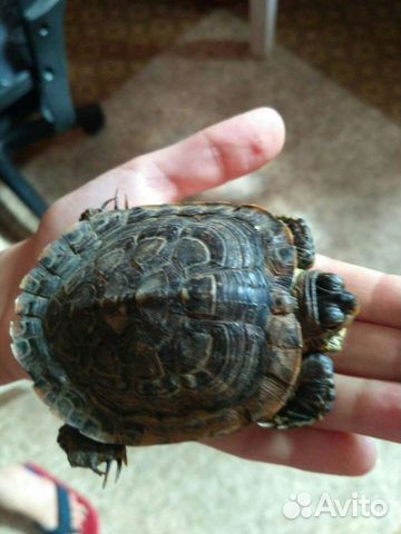 Красноухая черепаха бесплатно